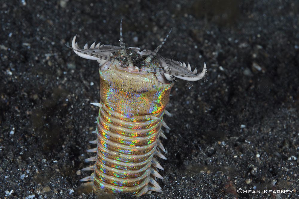 Its All About The Bobbit Worm