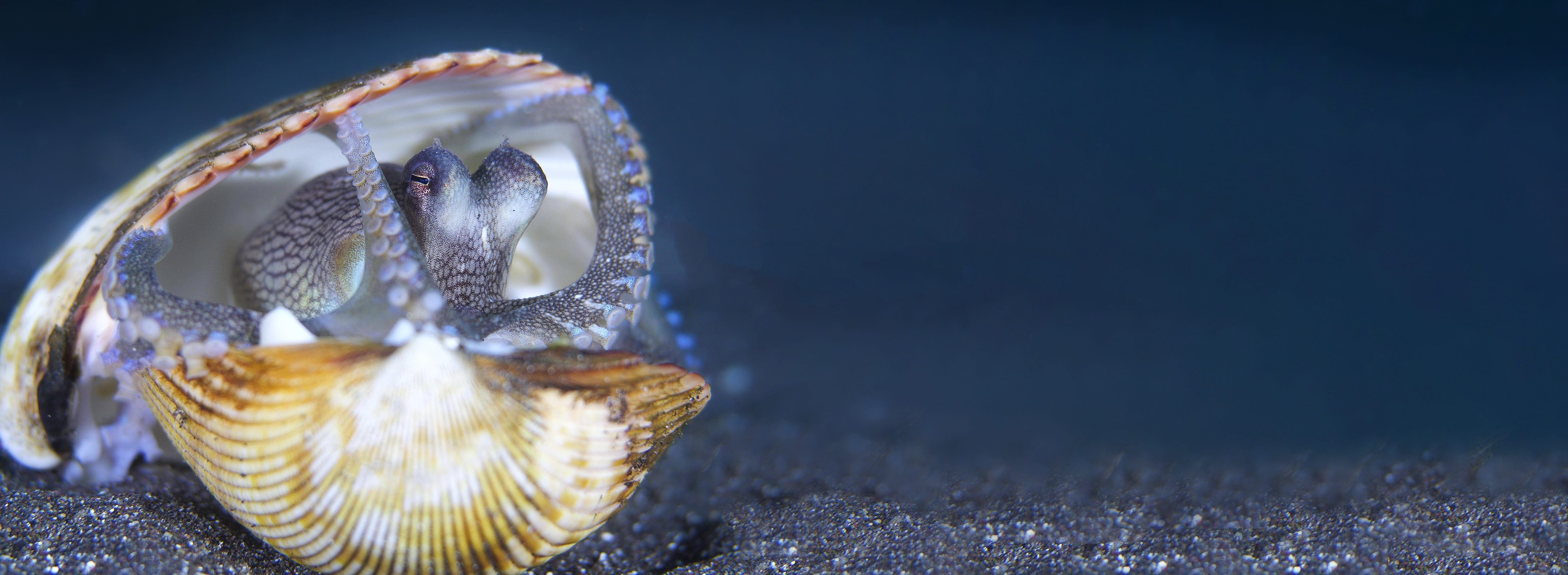 All About The Bobbit Worms History Hunting Mating And More